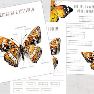BUTTERFLY Anatomy Poster, Labeling and Tracing Activity, Homeschool ...