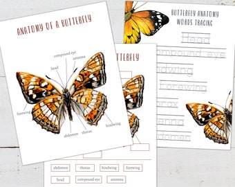Anatomy of a Chrysalis Monarch Butterfly Life (Download Now) - Etsy