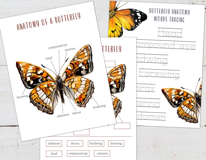 BUTTERFLY Anatomy Poster, Labeling and Tracing Activity, Homeschool ...
