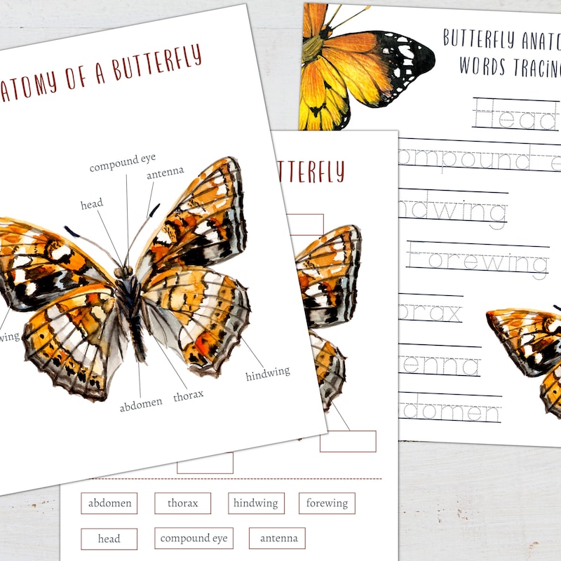 Butterfly Anatomy - Etsy
