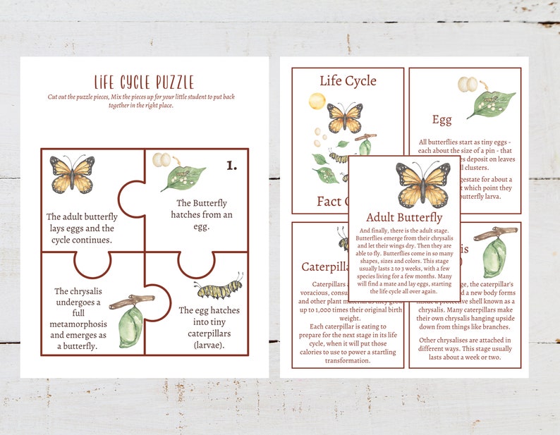 BUTTERFLY Unit Study Life Cycle Anatomy Species Nature - Etsy