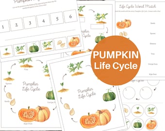 SUNFLOWER LIFE CYCLE, Posters, 3-part Cards, Fact Cards, Tracing ...
