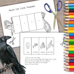Raven Life Cycle, Bird Sequence and Fold Kids' Science Craft, A4 and ...