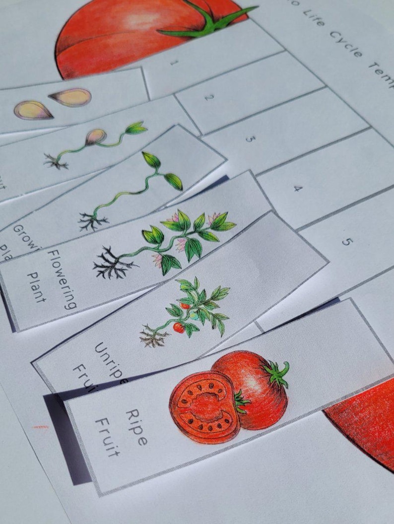 Tomato Life Cycle Foldable Template, Kids' Science Craft, A4 and 11x8.5 ...