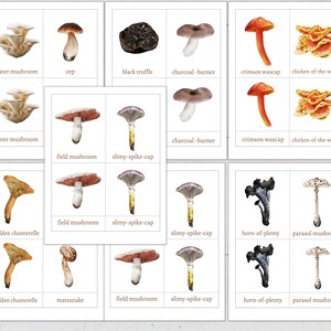 MUSHROOM Unit Study, Life Cycle, Anatomy, Nature Study, Science ...
