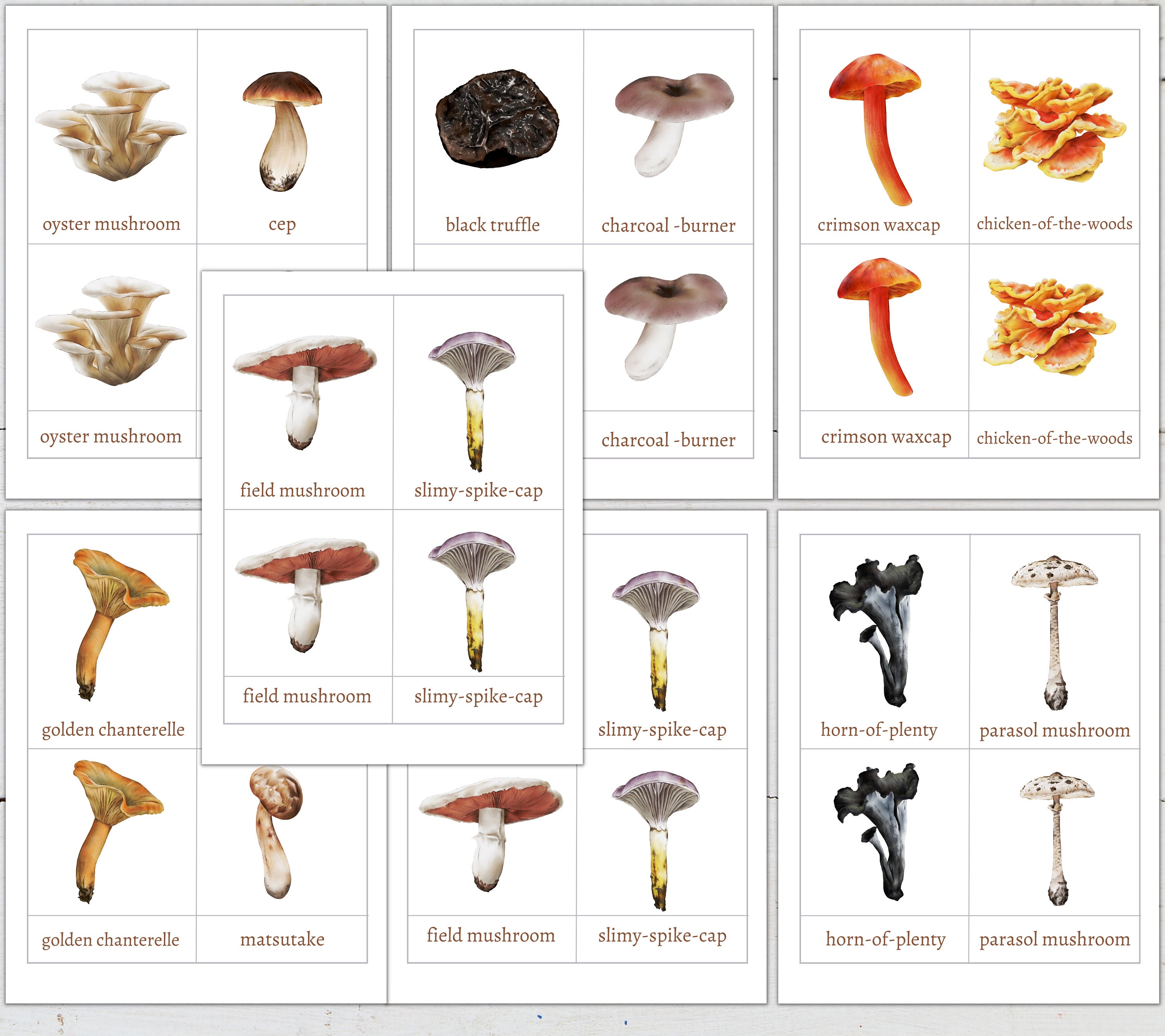 MUSHROOM Unit Study Life Cycle Anatomy Nature Study - Etsy