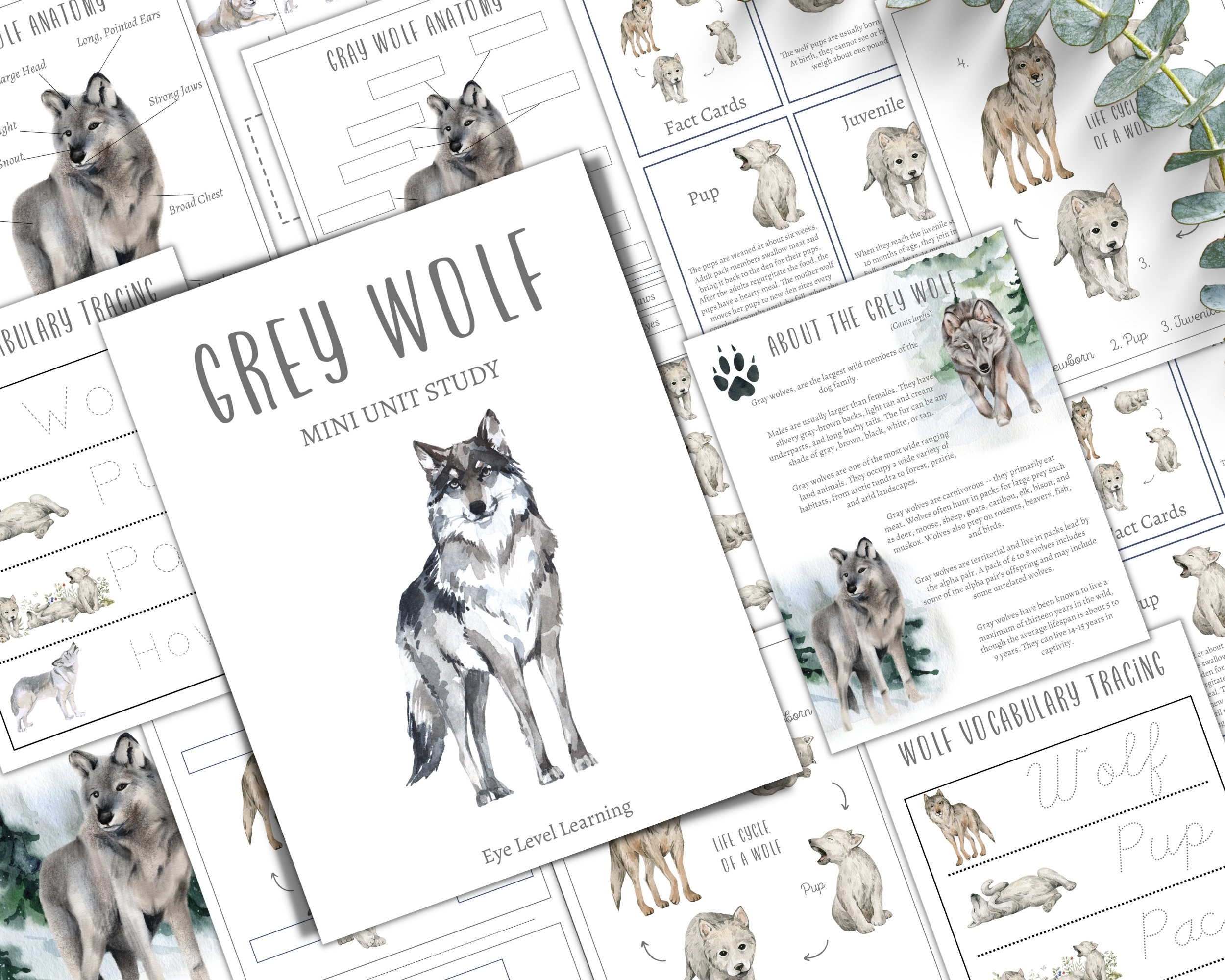 WOLF Mini Unit Study, Life Cycle, Anatomy, Nature Study, Science ...