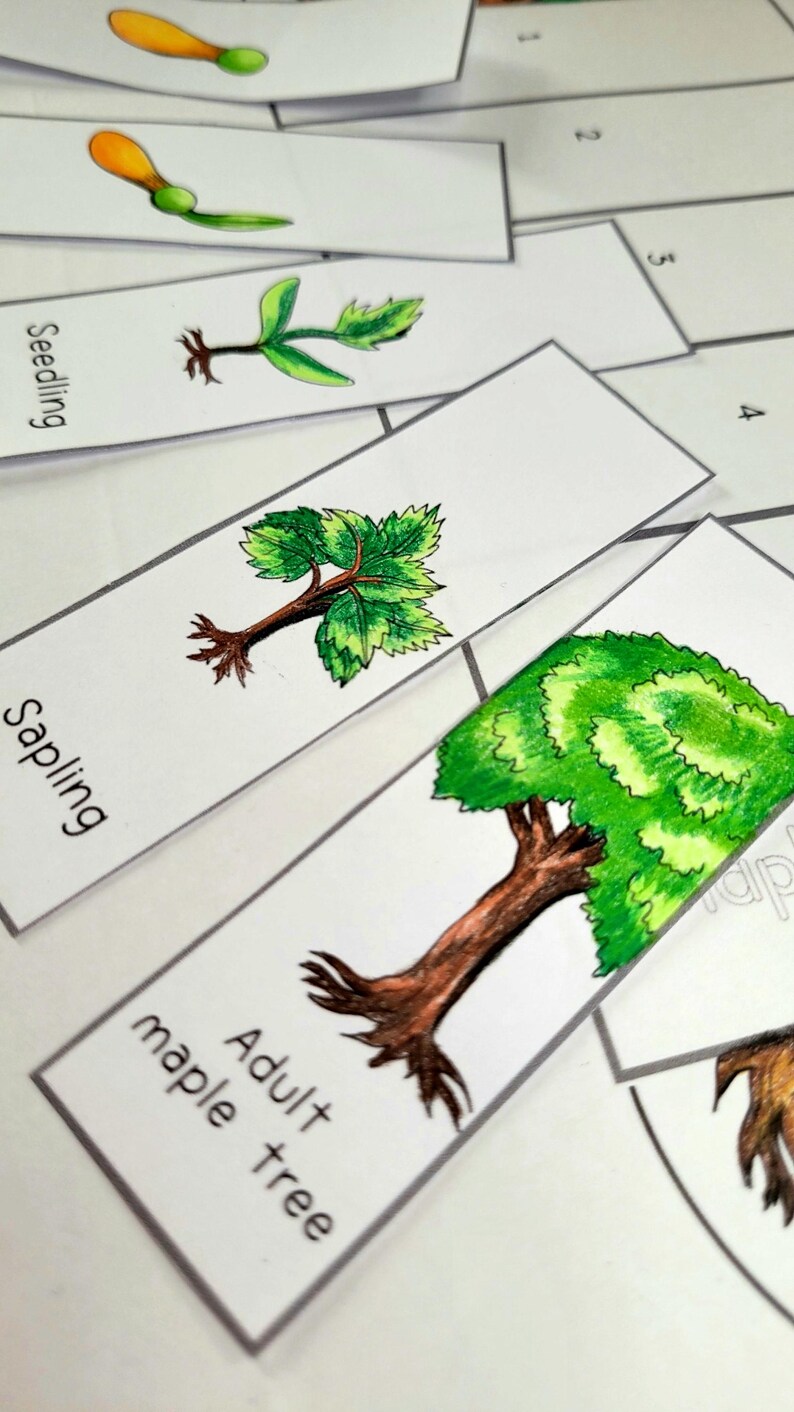 Maple Tree Life Cycle, Tree Sequence and Fold Kids' Science Craft, A4 ...