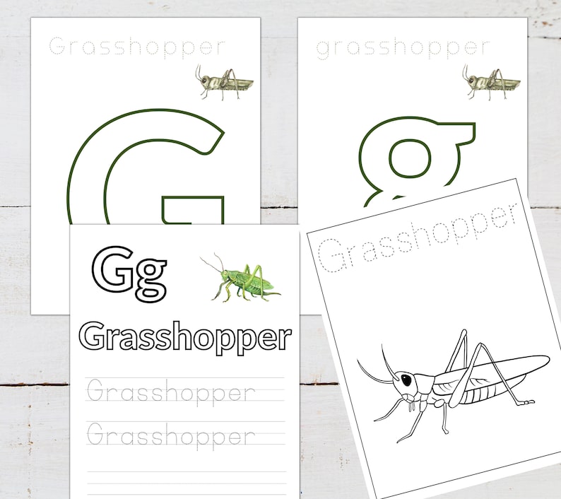 GRASSHOPPER Unit Study Life Cycle Anatomy Nature Study - Etsy
