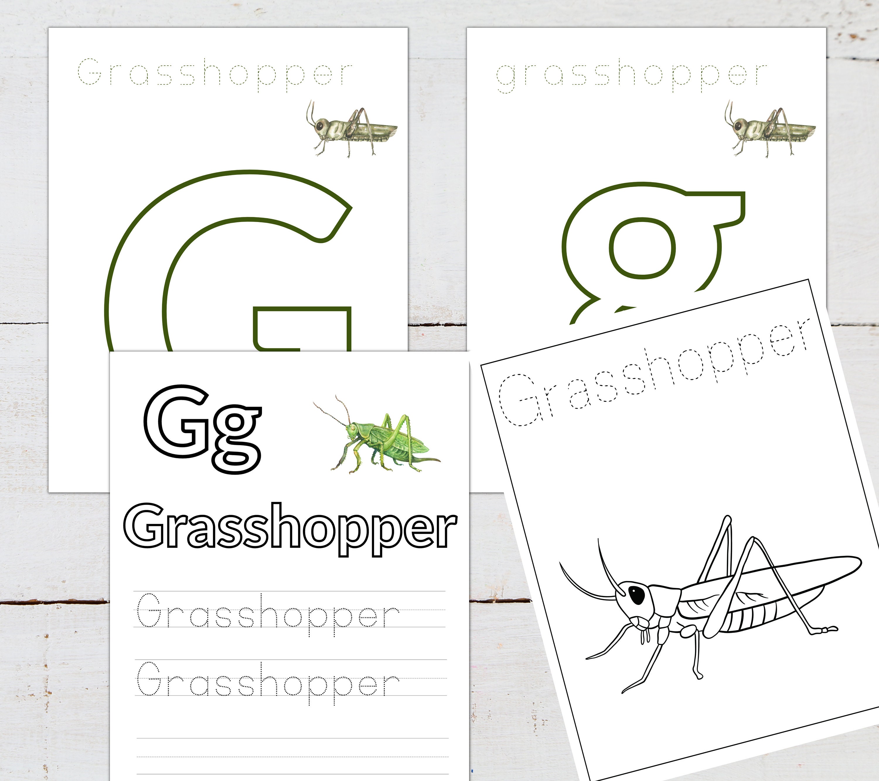 GRASSHOPPER Unit Study, Life Cycle, Anatomy, Nature Study, Science ...