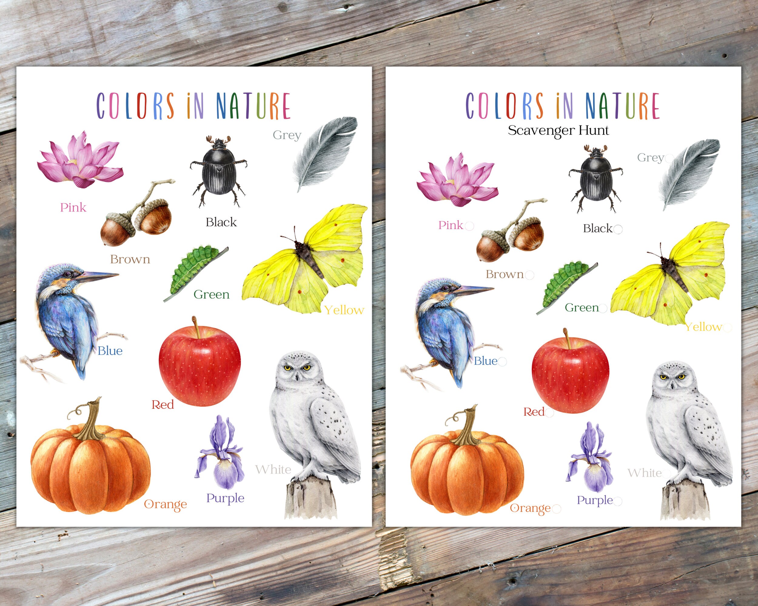 COLORS in Nature Activities Flashcards Color Flashcards - Etsy