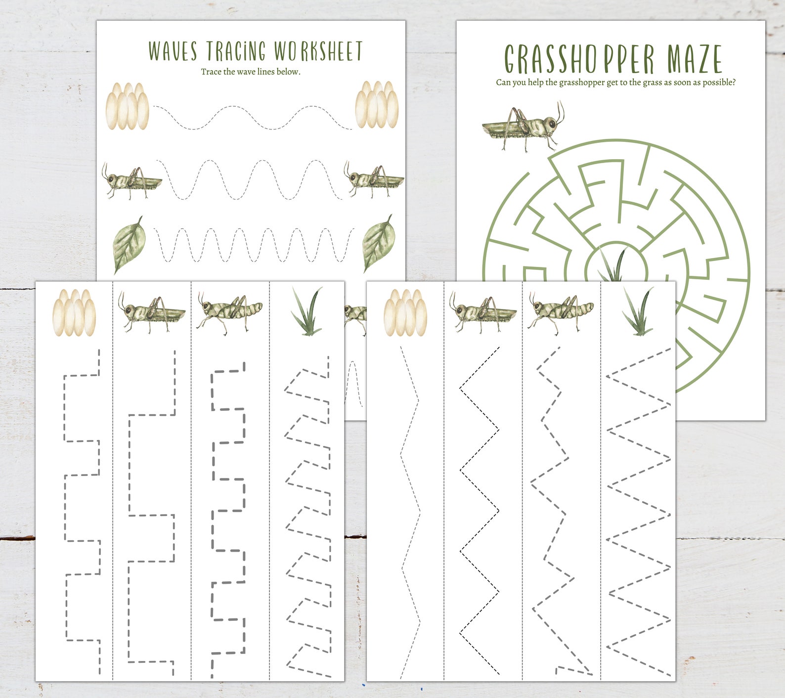 GRASSHOPPER Unit Study, Life Cycle, Anatomy, Nature Study, Science ...