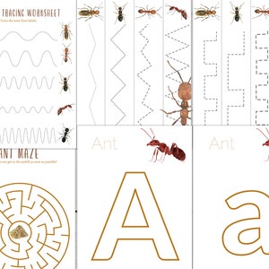 ANT Unit Study, Life Cycle, Anatomy, Nature Study, Science, Homeschool ...