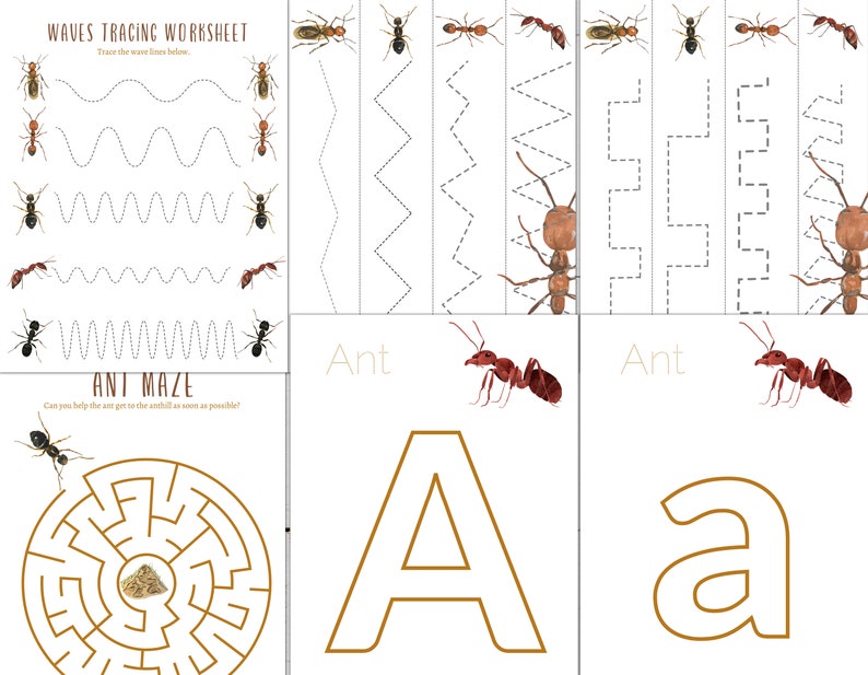 ANT Unit Study, Life Cycle, Anatomy, Nature Study, Science, Homeschool ...