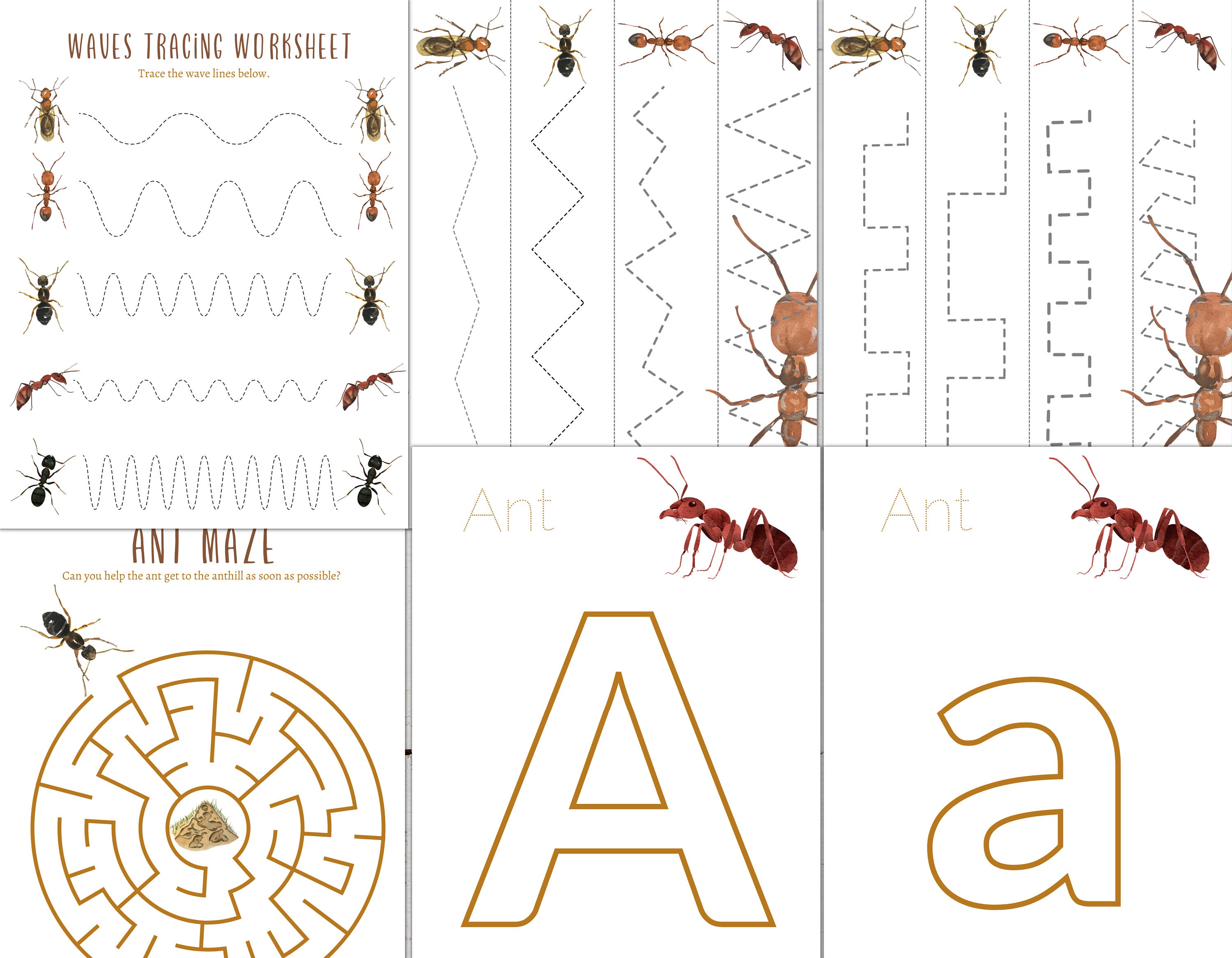 ANT Unit Study Life Cycle Anatomy Nature Study Science - Etsy Canada