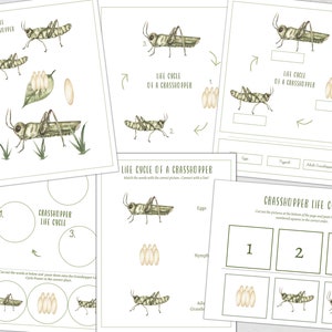 GRASSHOPPER Unit Study, Life Cycle, Anatomy, Nature Study, Science ...