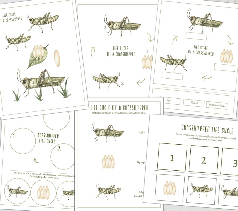 GRASSHOPPER Unit Study, Life Cycle, Anatomy, Nature Study, Science ...