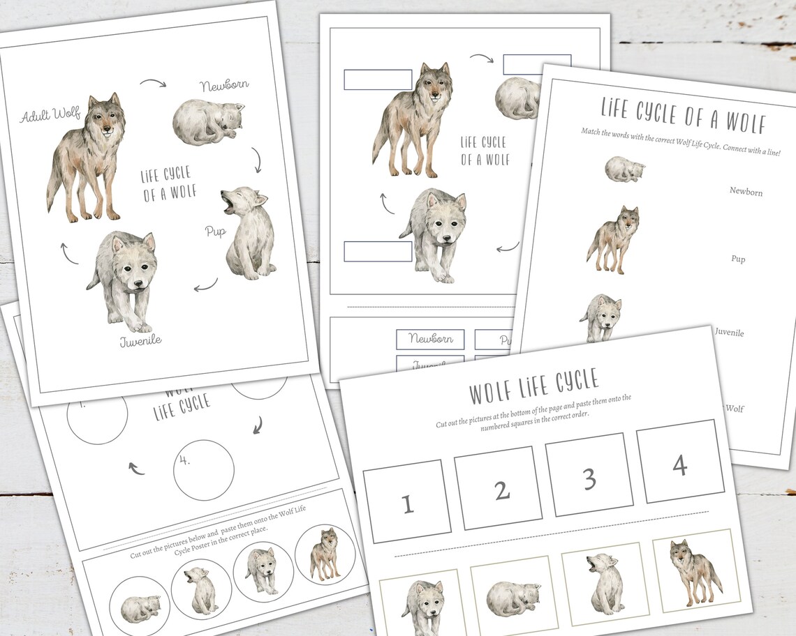 WOLF Mini Unit Study, Life Cycle, Anatomy, Nature Study, Science ...