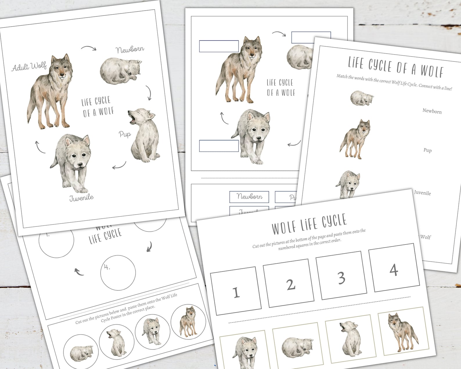 WOLF Mini Unit Study, Life Cycle, Anatomy, Nature Study, Science ...