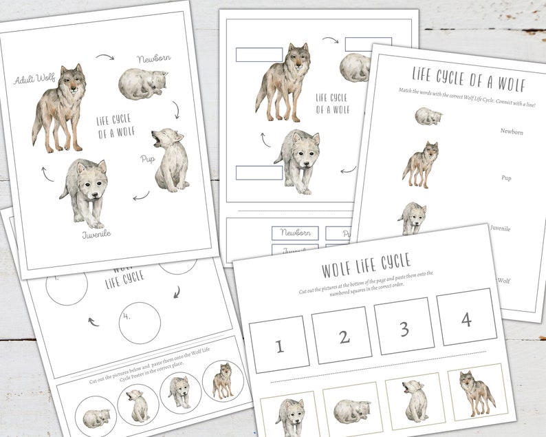 WOLF Mini Unit Study, Life Cycle, Anatomy, Nature Study, Science ...