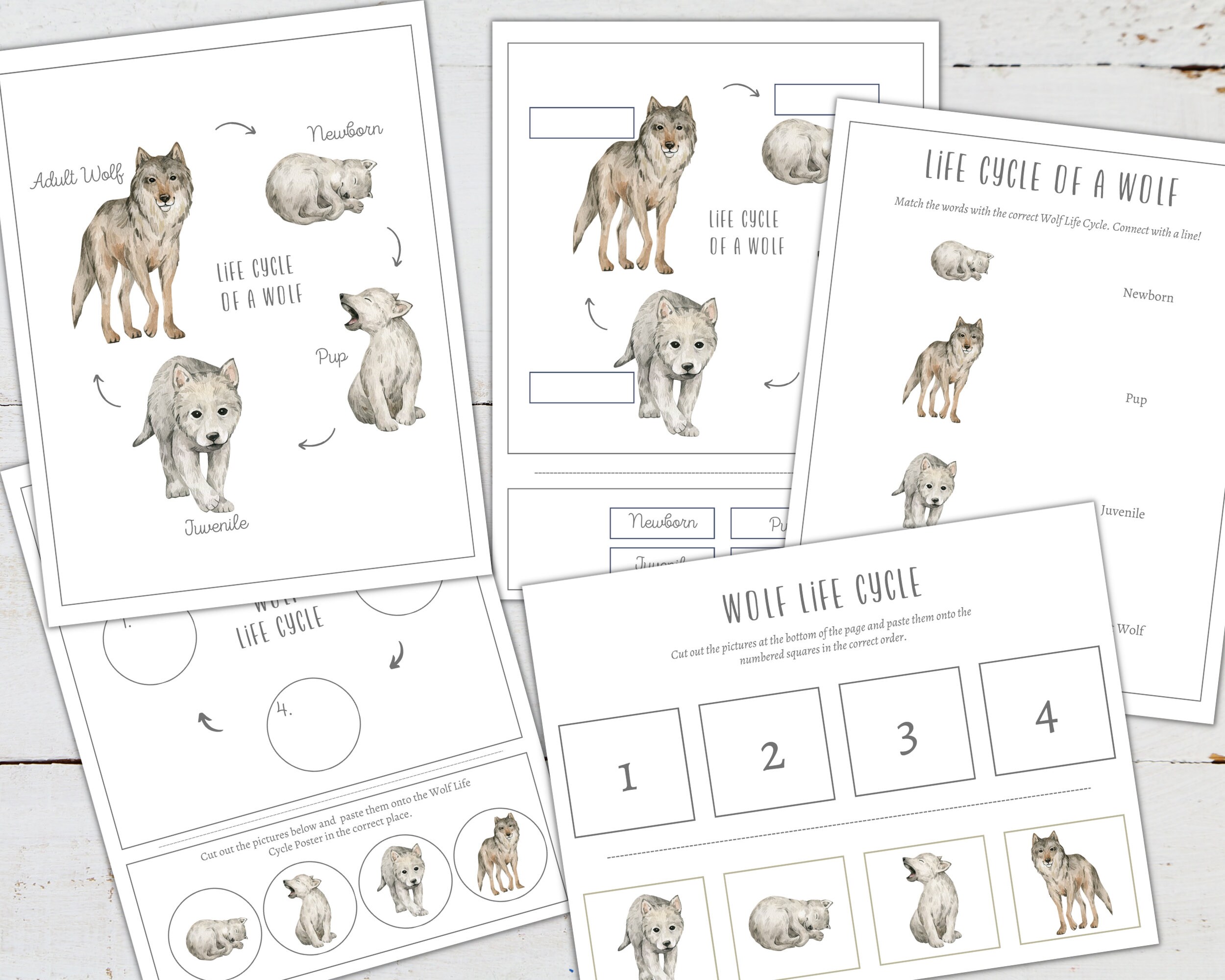 WOLF Mini Unit Study, Life Cycle, Anatomy, Nature Study, Science ...