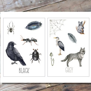 COLORS in Nature Flashcards, Color Flashcards, Vocabulary, Montessori ...