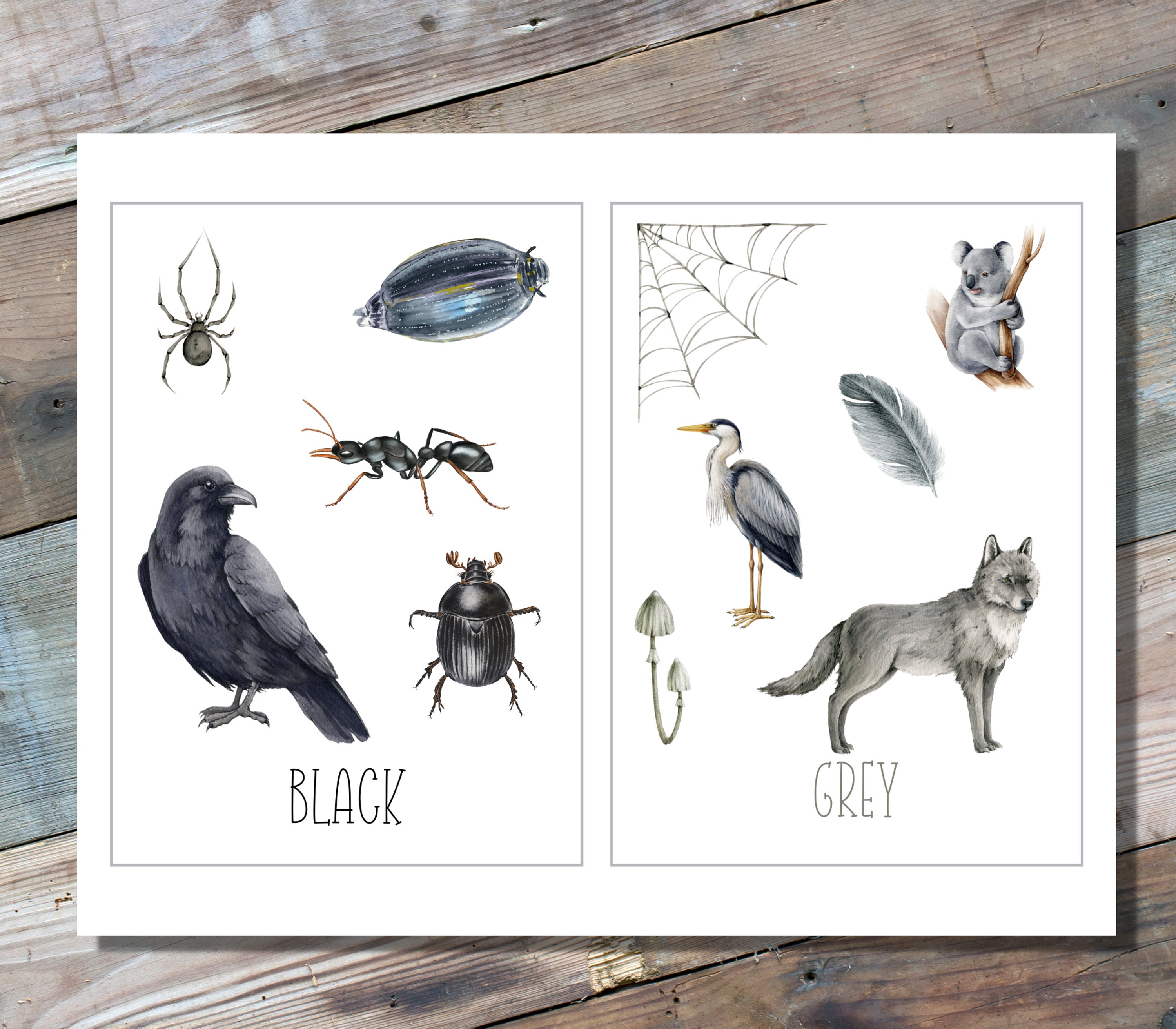 COLORS in Nature Flashcards Color Flashcards Vocabulary - Etsy