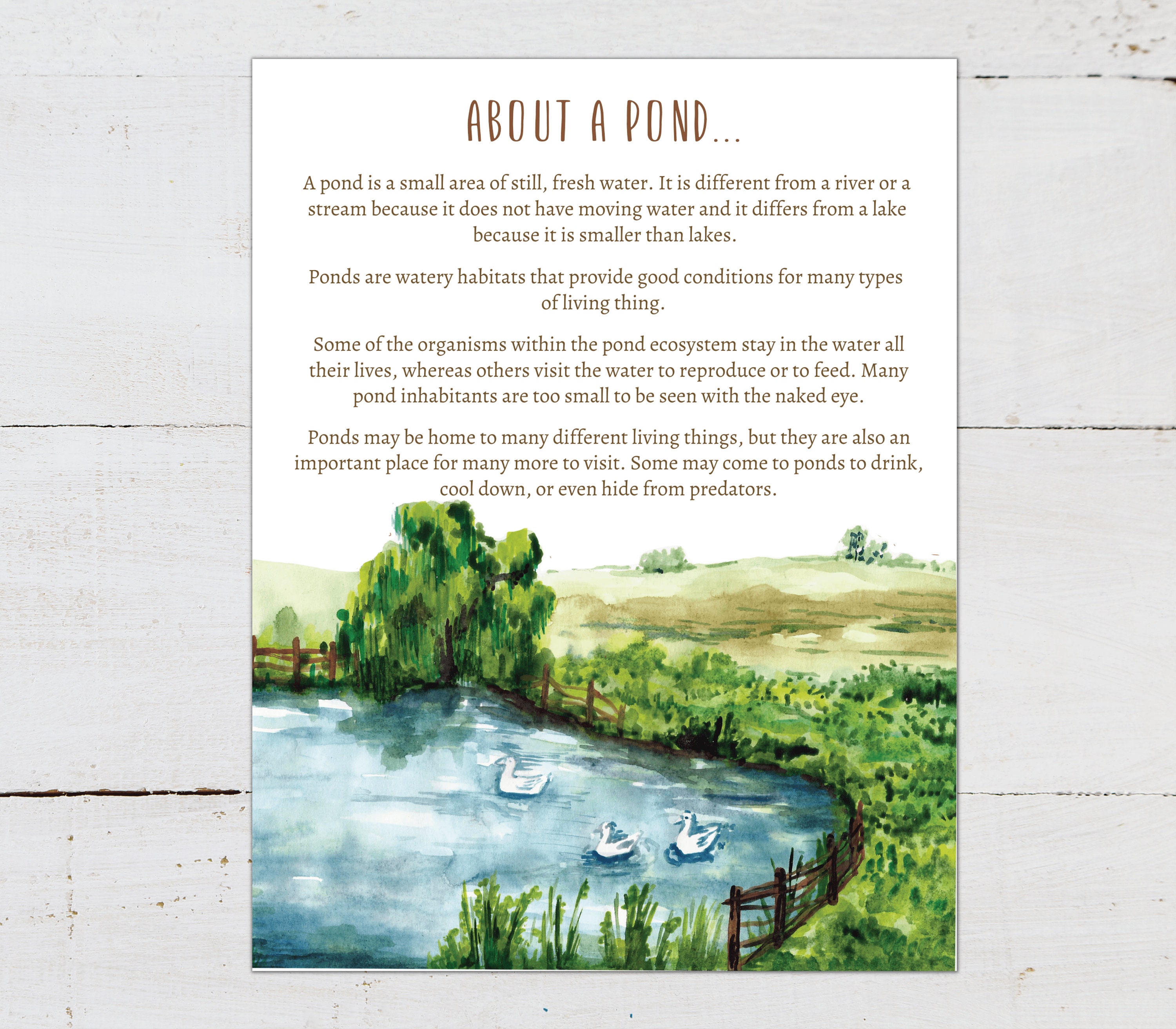 POND LIFE Unit Study Life Cycle Anatomy Nature Study - Etsy Australia