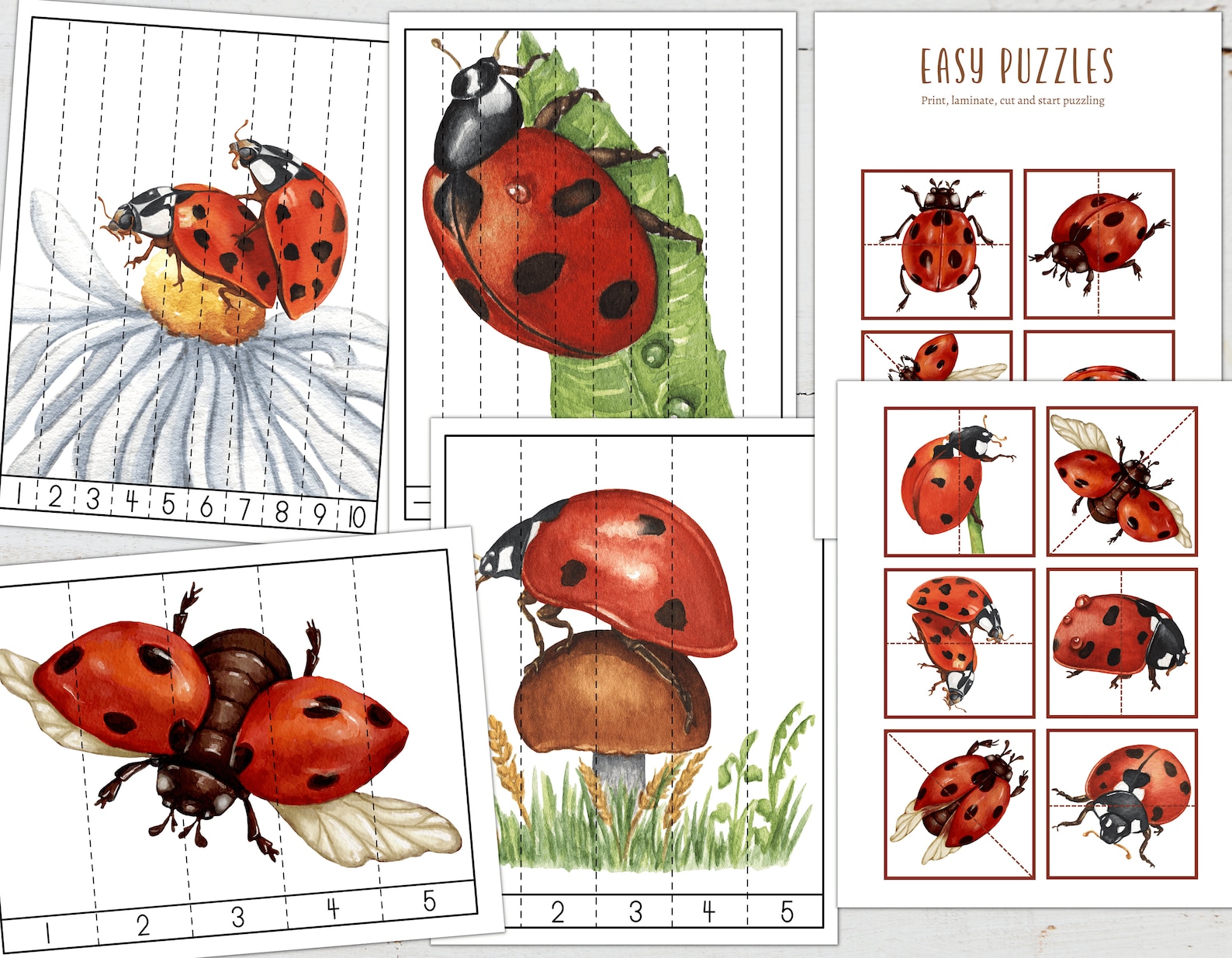 LADYBUG Unit Study, Life Cycle, Anatomy, Nature Study, Science ...