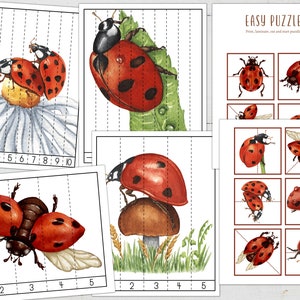 LADYBUG Unit Study, Life Cycle, Anatomy, Nature Study, Science ...