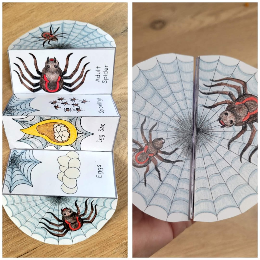 Spider Life Cycle Foldable Template, Kids' Science Craft, A4 and 11x8.5 ...