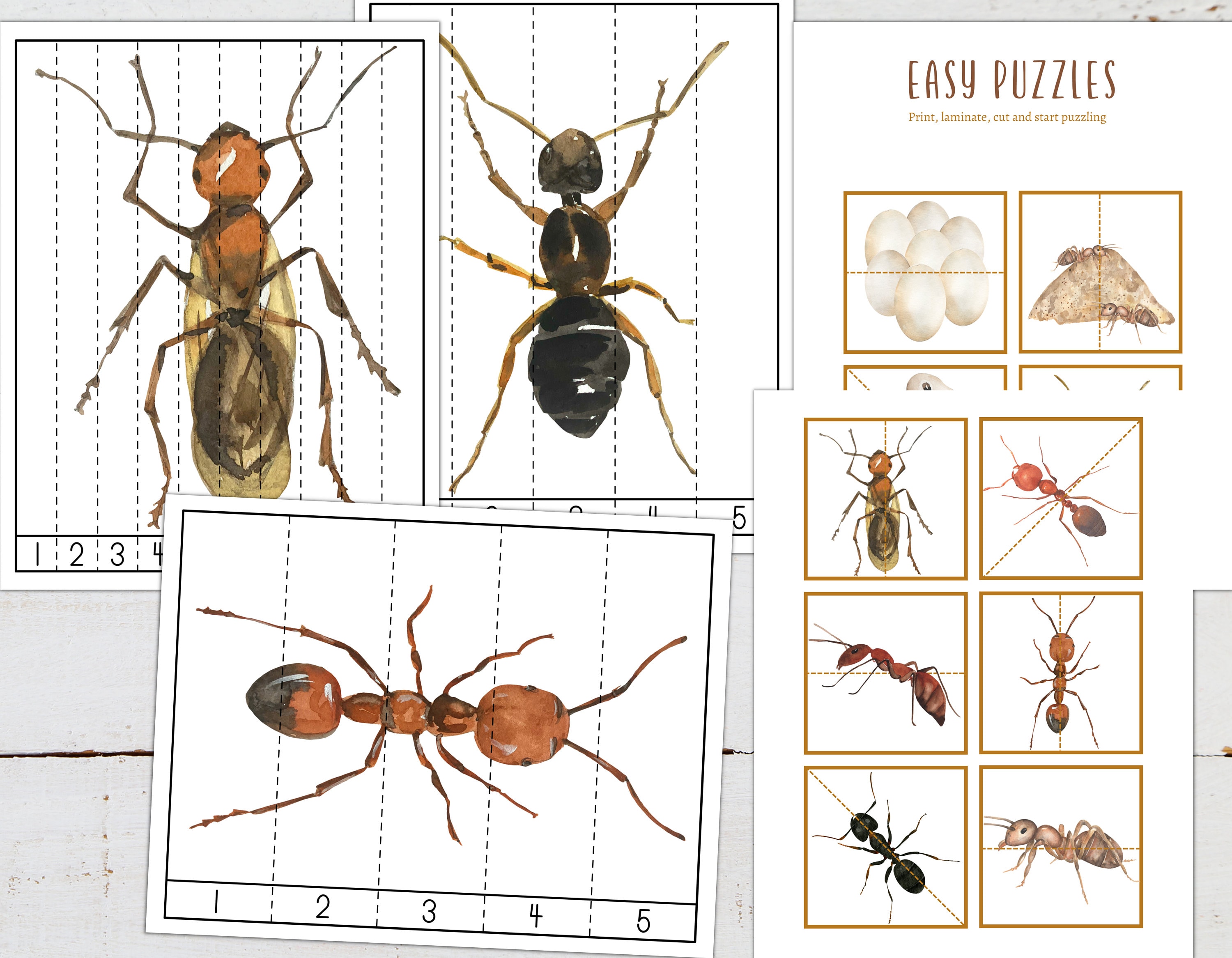 ANT Unit Study Life Cycle Anatomy Nature Study Science - Etsy Canada