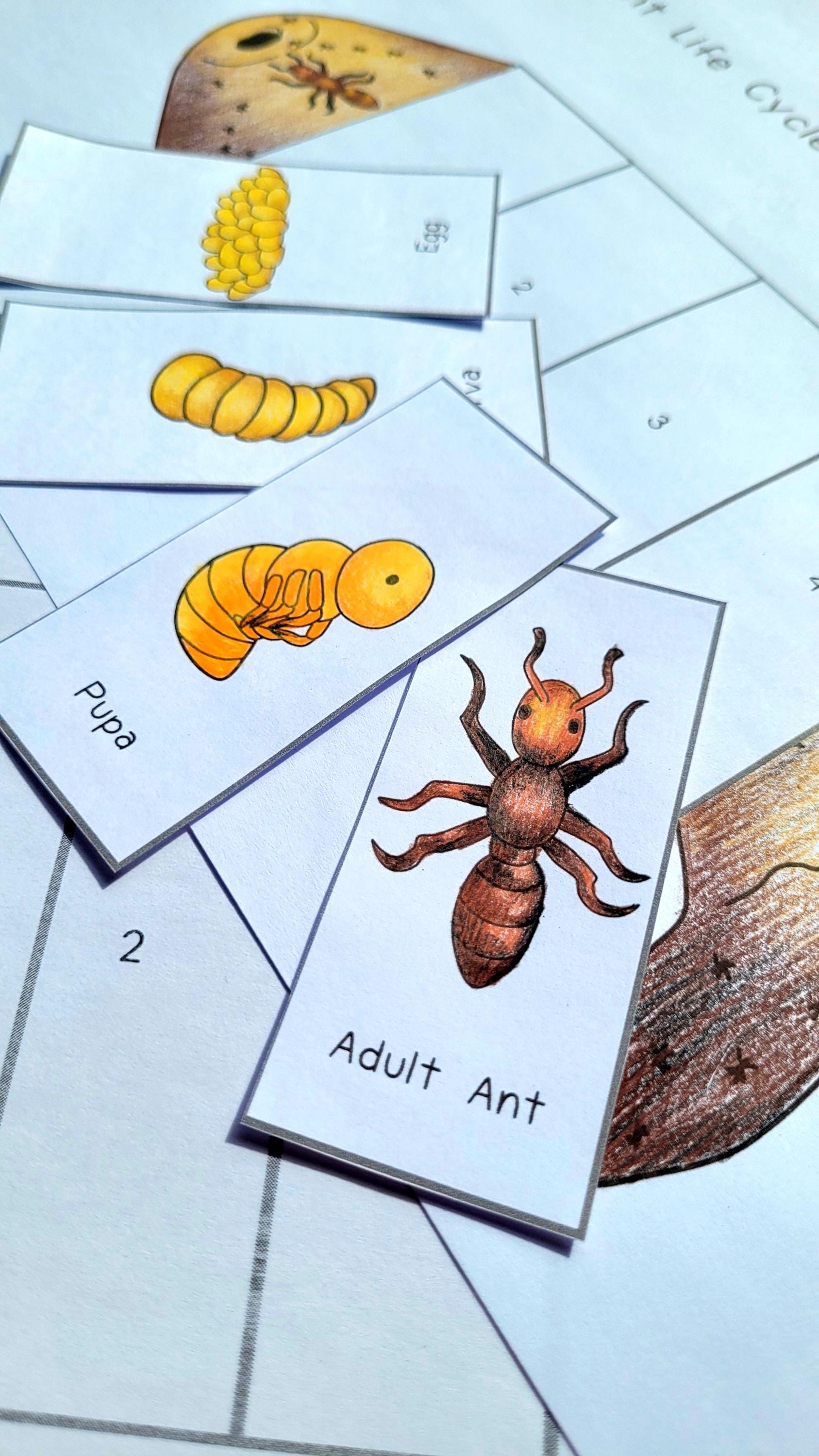 Ant Life Cycle Foldable Template, Kids' Science Craft, A4 and 11x8.5 In ...