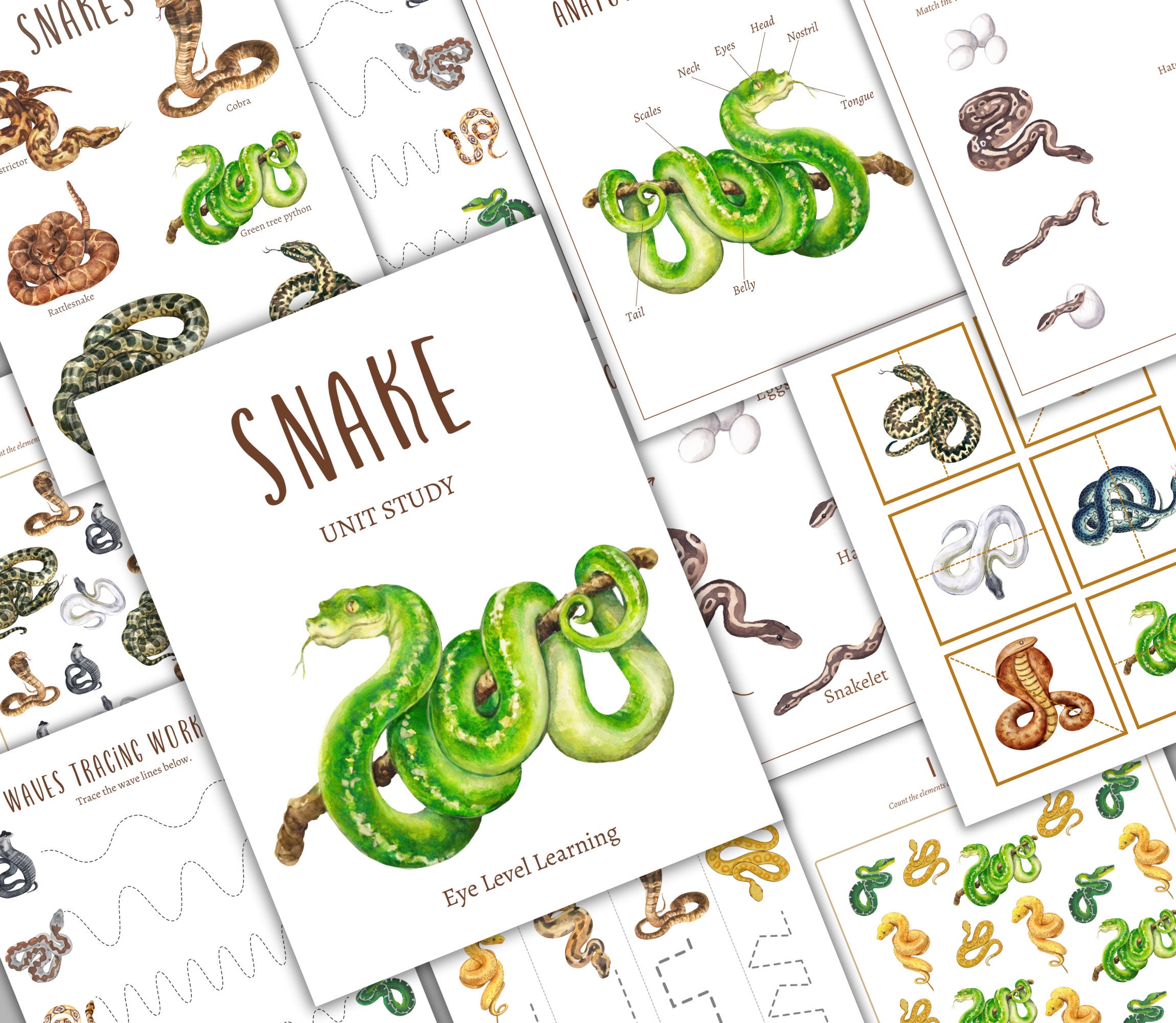 SNAKE Unit Study, Life Cycle, Anatomy, Nature Study, Science ...