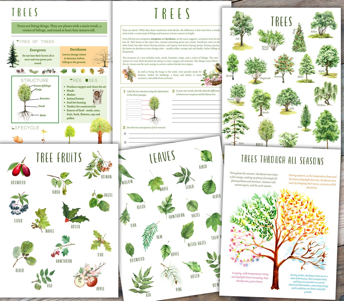 TREE Unit Study, Life Cycle, Anatomy, Nature Study, Science, Homeschool ...