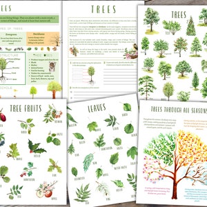 TREE Unit Study, Life Cycle, Anatomy, Nature Study, Science, Homeschool ...
