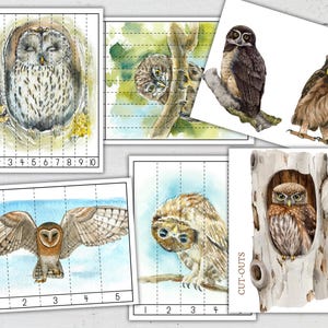 OWLS Unit Study, Life Cycle, Anatomy, Nature Study, Science, Homeschool ...