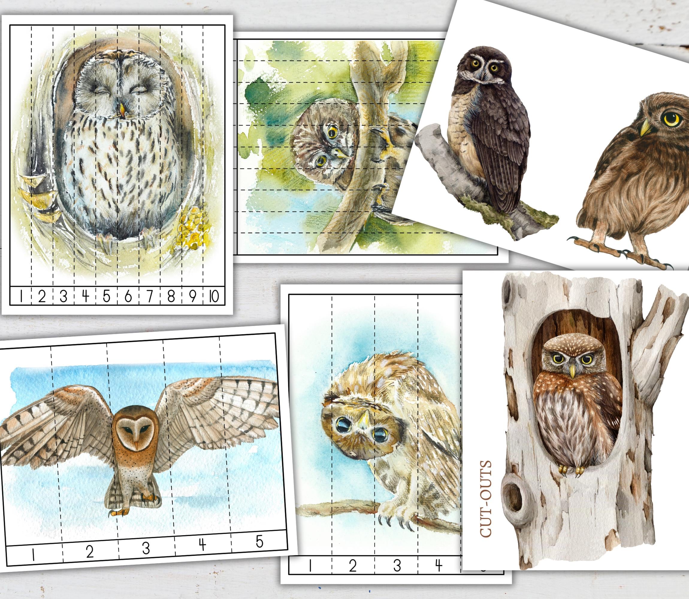 OWLS Unit Study, Life Cycle, Anatomy, Nature Study, Science, Homeschool ...