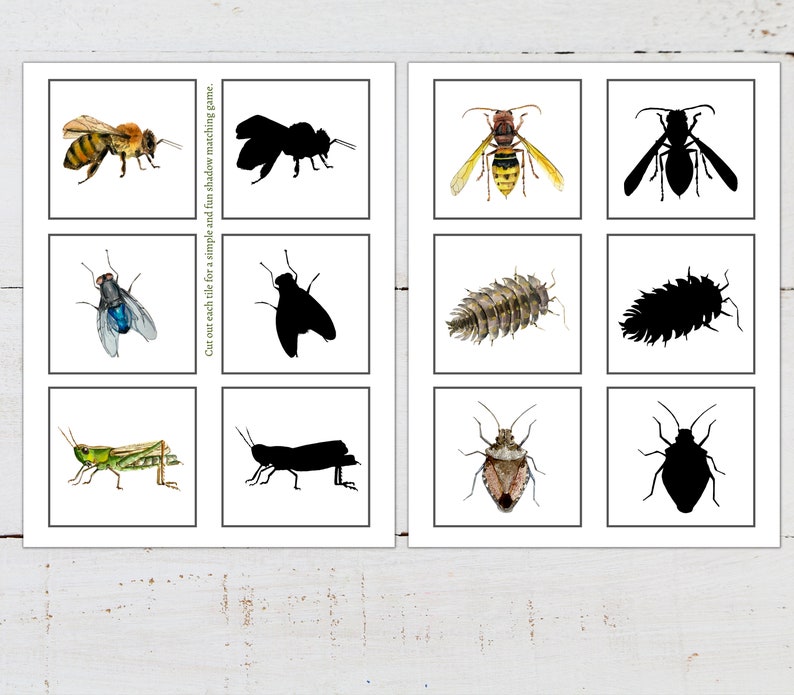 MINIBEASTS Shadow Matching Silhouette Matching Montessori at - Etsy