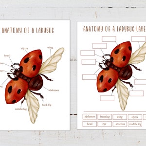LADYBUG Anatomy Poster, Labeling and Tracing Activity, Homeschool ...