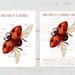 LADYBUG Anatomy Poster, Labeling and Tracing Activity, Homeschool ...