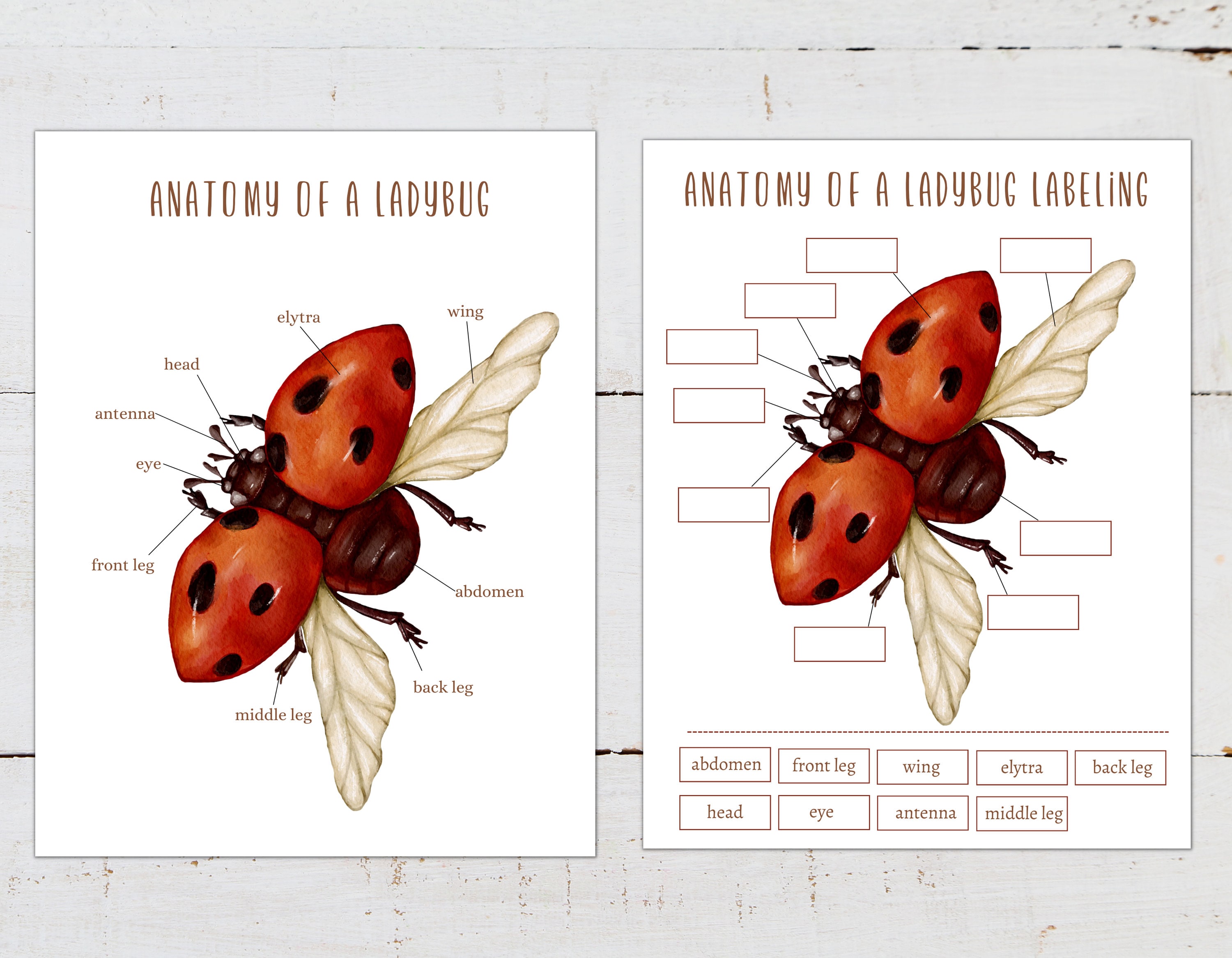 LADYBUG Anatomy Poster, Labeling and Tracing Activity, Homeschool ...