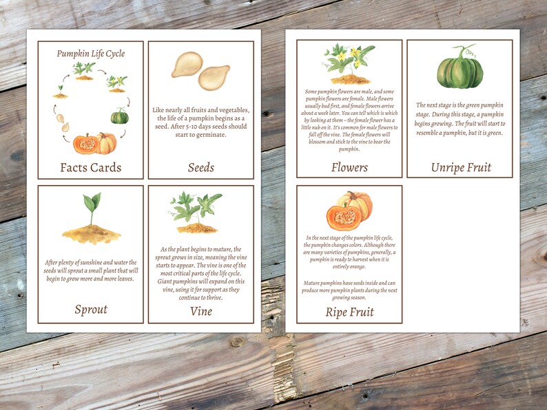 PUMPKIN LIFE CYCLE, Posters, 3-part Cards, Fact Cards, Tracing ...