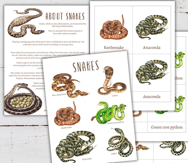 SNAKE Unit Study, Life Cycle, Anatomy, Nature Study, Science ...