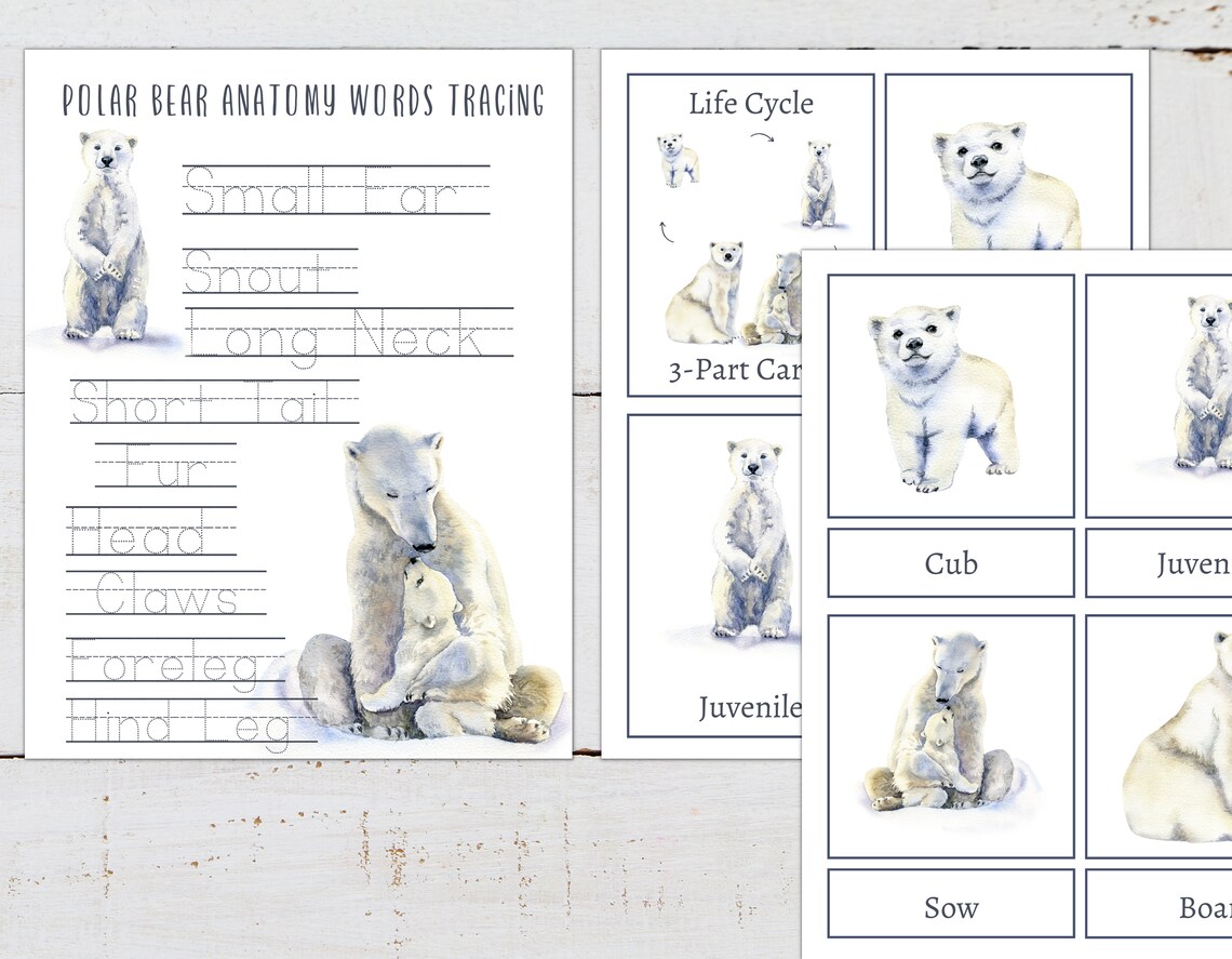 POLAR Bear Mini Unit Study Life Cycle Anatomy Nature Study - Etsy