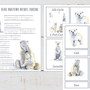 POLAR Bear Mini Unit Study, Life Cycle, Anatomy, Nature Study, Science ...