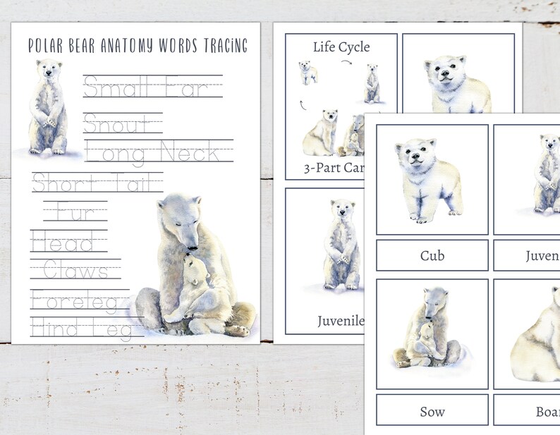 POLAR Bear Mini Unit Study Life Cycle Anatomy Nature Study - Etsy