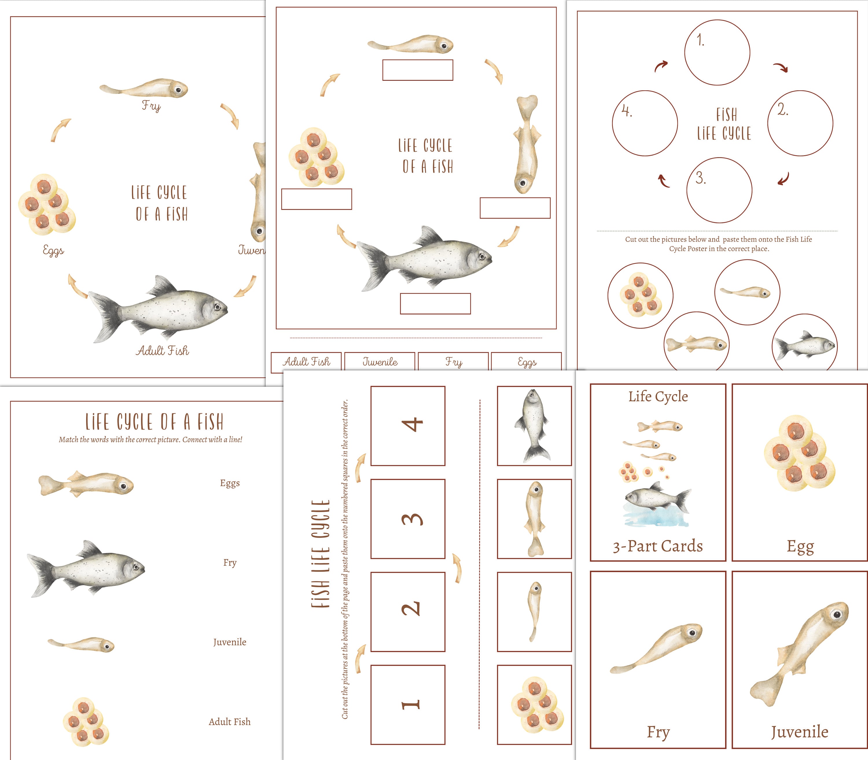 POND LIFE Unit Study Life Cycle Anatomy Nature Study - Etsy Australia