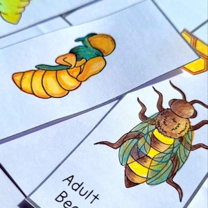 Bee Life Cycle, Honey Bee Sequence and Fold Kids' Science Craft, A4 and ...