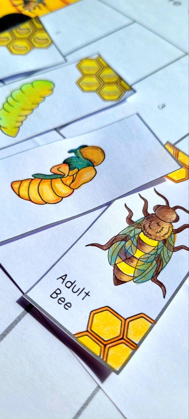 Bee Life Cycle, Honey Bee Sequence and Fold Kids' Science Craft, A4 and ...